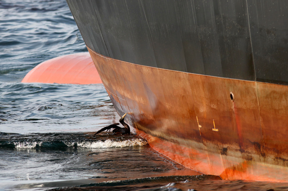 BP Gulf Of Mexico Oil Spill Environmental Devastation Photos Public